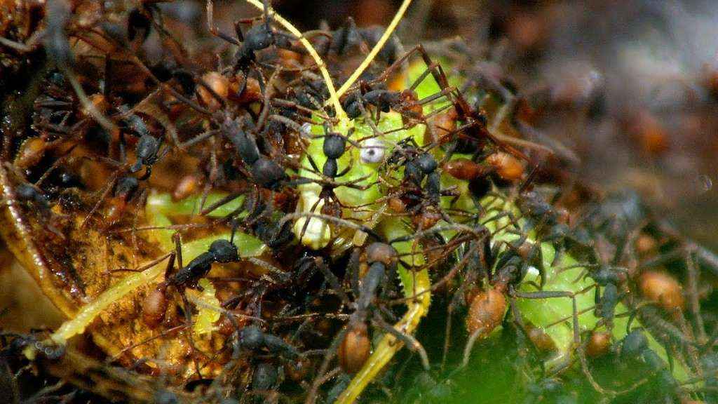 Treiberameisen – Crazy Ants